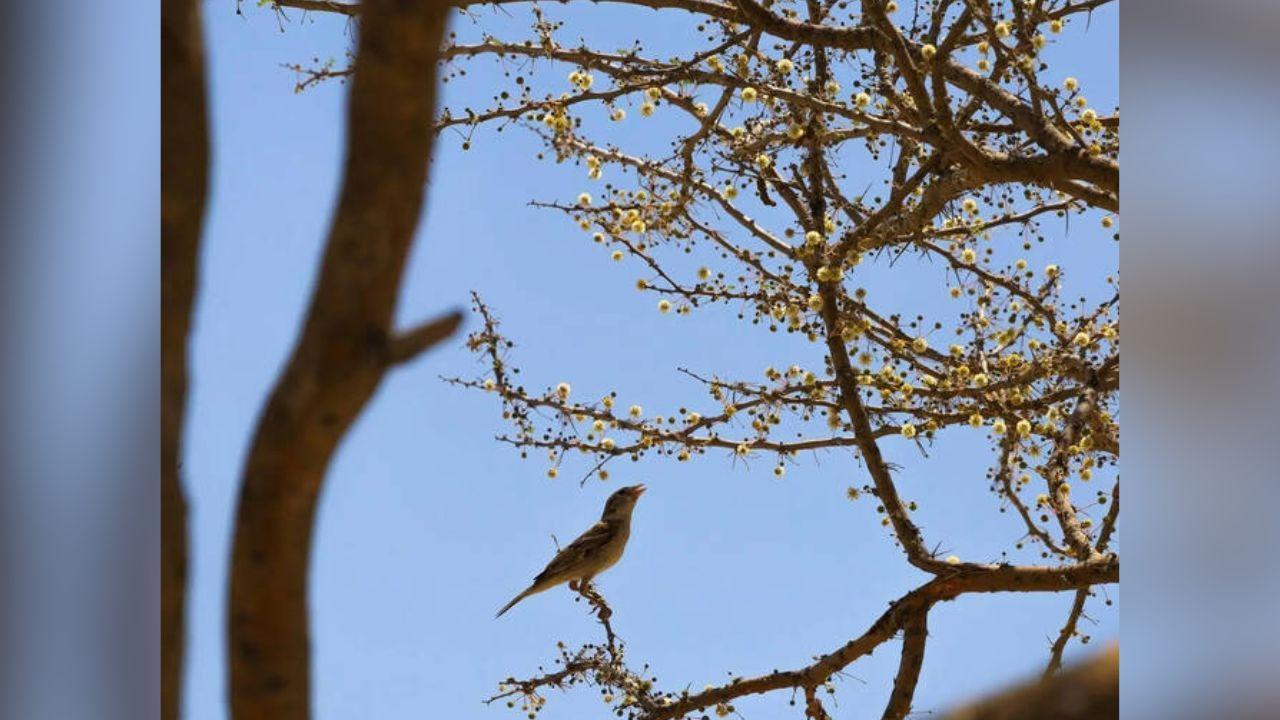 Umbrella Thorn Acacia Thrives in Saudi Arabia’s Tabuk Region