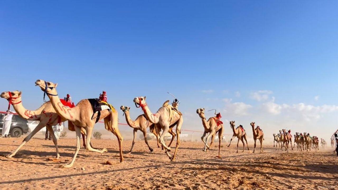 Egypt Hosts First 2025 Camel Race With Over 1,400 Participants