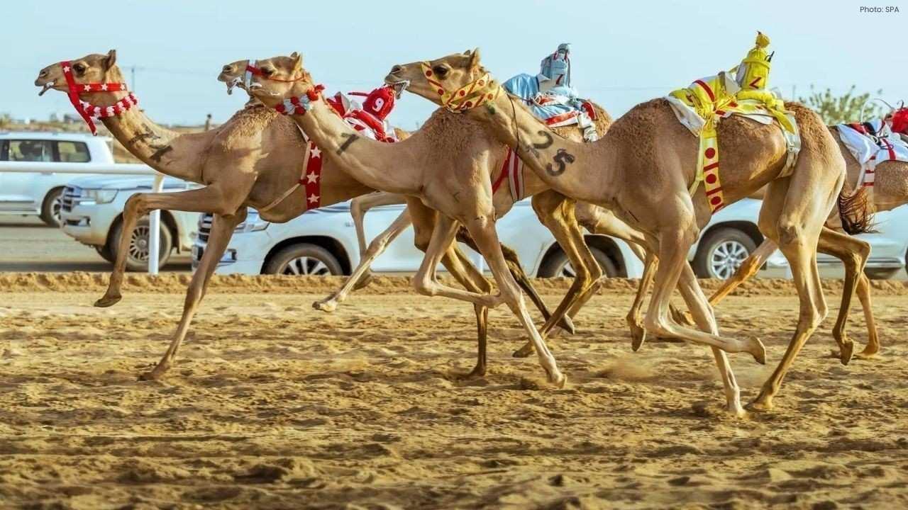 Saudi Camels Win Most Races on First Day of 2025 Camel Festival